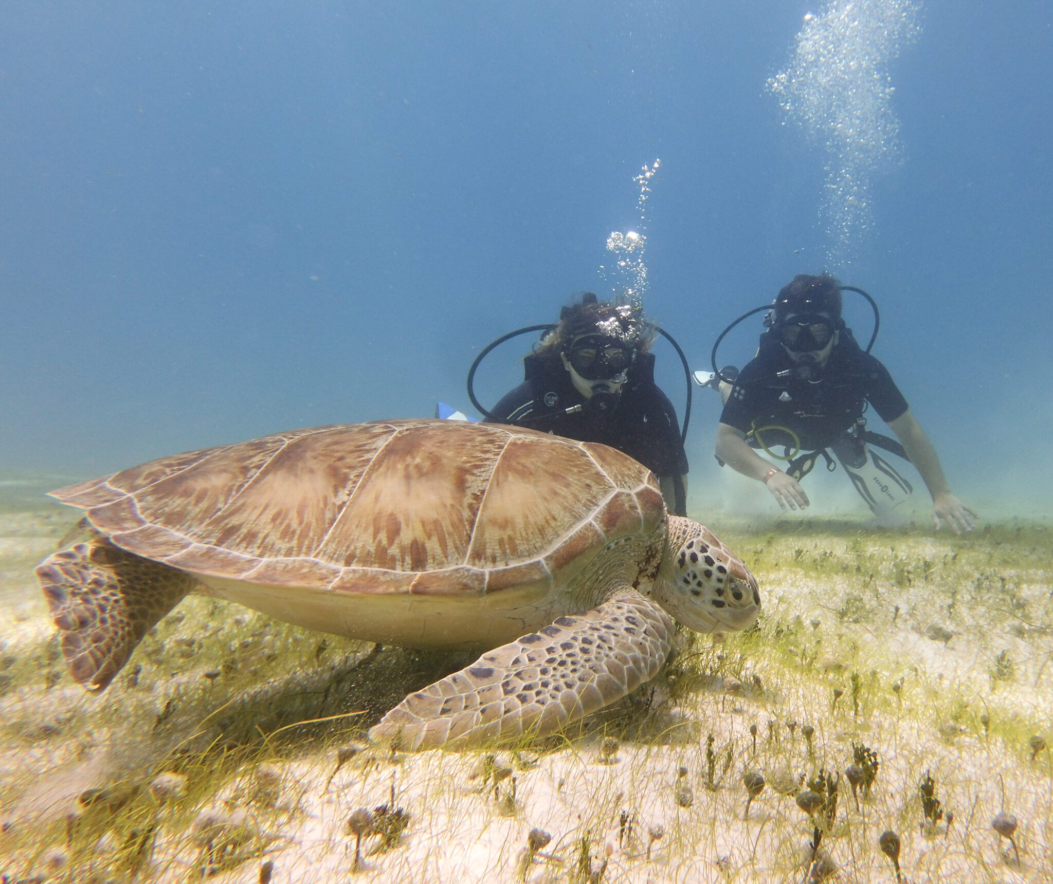 - OmDelfin Dive Shop